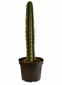 Peruvian Torch in soil - Trichocereus Peruvianus (Big) - Buy Peruvian Torch